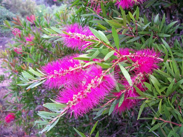Callistemon – The Native Shop