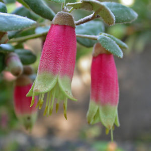 Correas – The Native Shop