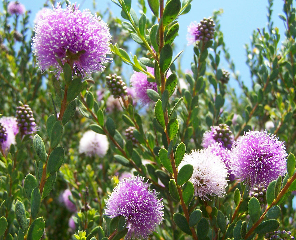 Melaleuca – The Native Shop