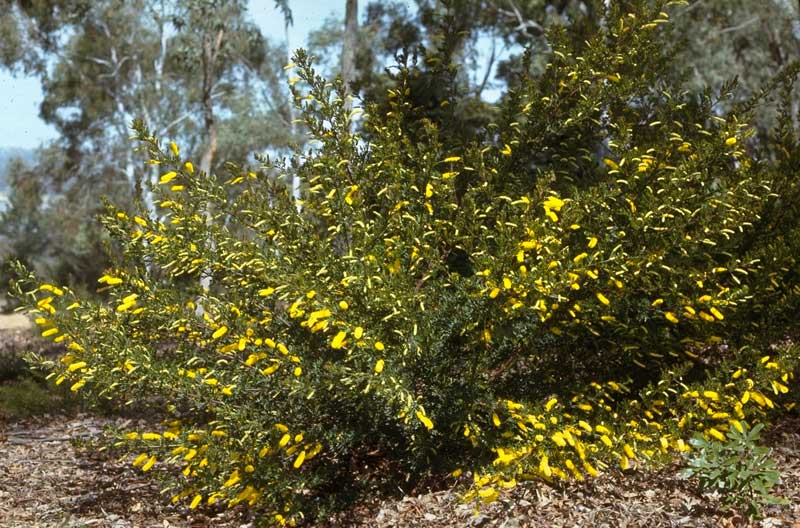 Dwarf Wattle - Acacia Drummondii ssp Candolleana – The Native Shop
