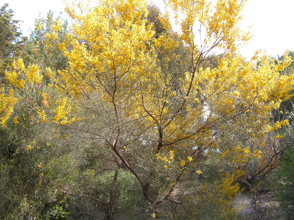 Acacia rigens – The Native Shop