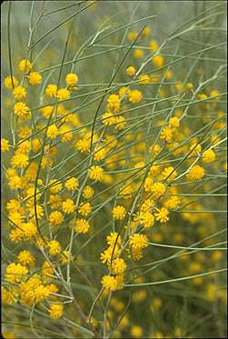 Acacia rigens – The Native Shop