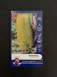 Angus seeds Bull Banksia (SEEDS) – The Native Shop
