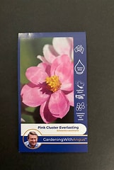 Angus seeds Pink cluster everlasting (SEEDS) – The Native Shop
