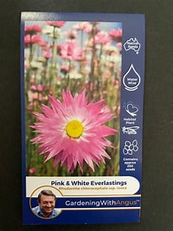 Angus seeds Pink n White everlasting (SEEDS) – The Native Shop