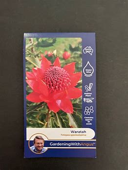 Angus seeds Warratah (SEEDS) – The Native Shop