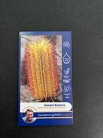 Angus seeds Hairpin Banksia seeds – The Native Shop