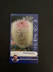 Angus seeds Swamp banksia (SEEDS) – The Native Shop