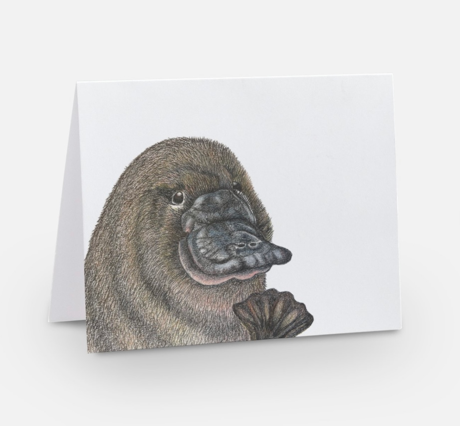 Blank platypus greeting card by Samara Dixon – The Native Shop