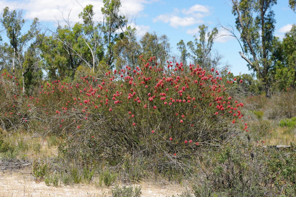 Callistemon Rugulosus – The Native Shop