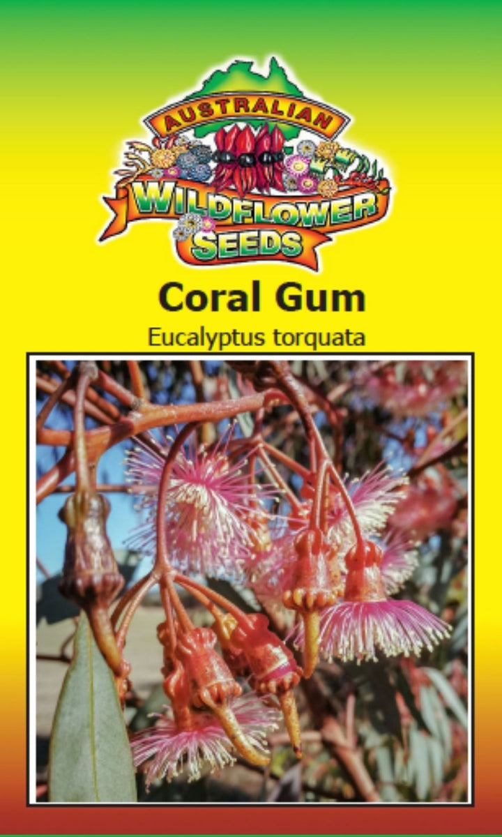 Coral Gum - Eucalyptus - Eucalyptus Torquata (SEEDS) – The Native Shop