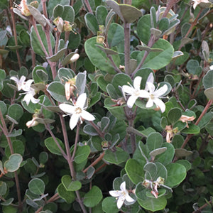 Correa alba – The Native Shop