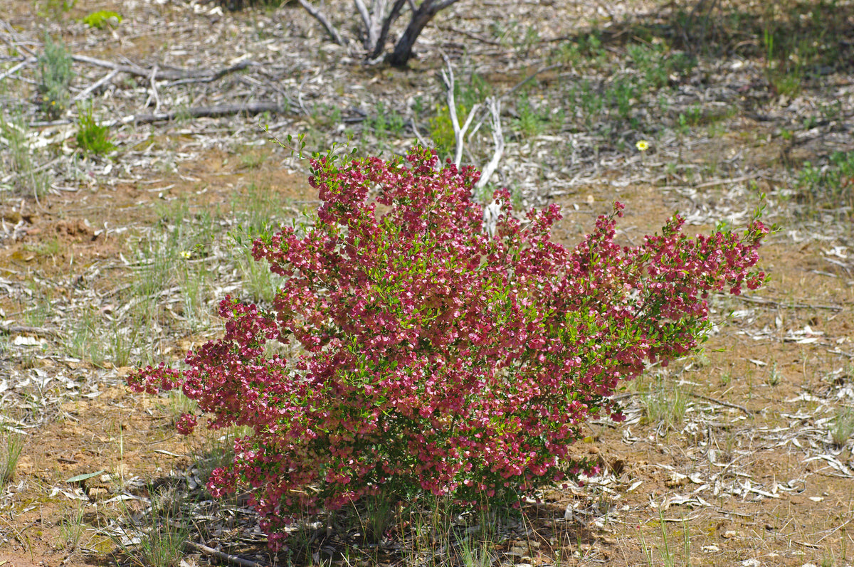 Dodonaea viscosa ssp. cuneata – The Native Shop