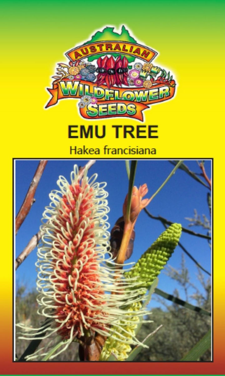Hakea francisiana -emu tree seeds – The Native Shop