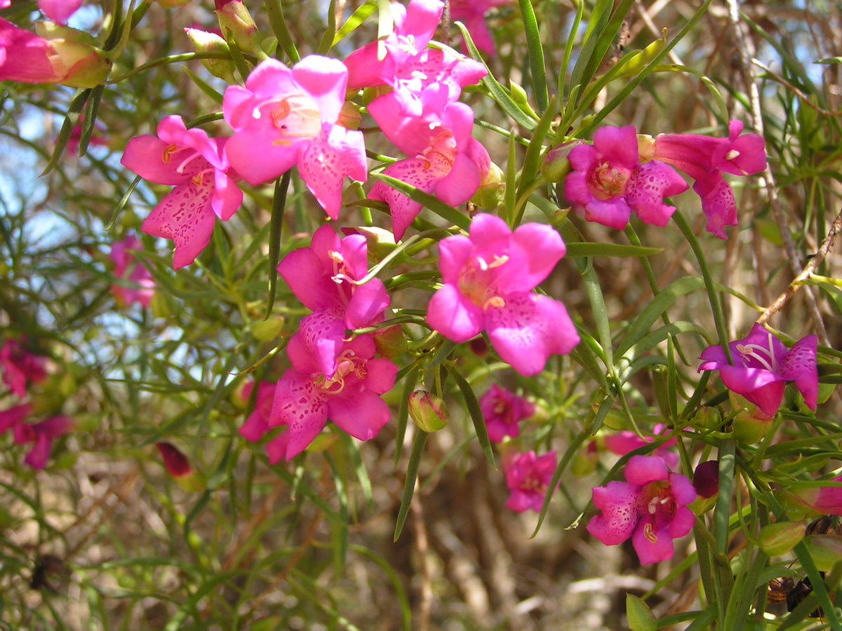Eremophila bignoniiflora X polyclada meringer pink – The Native Shop