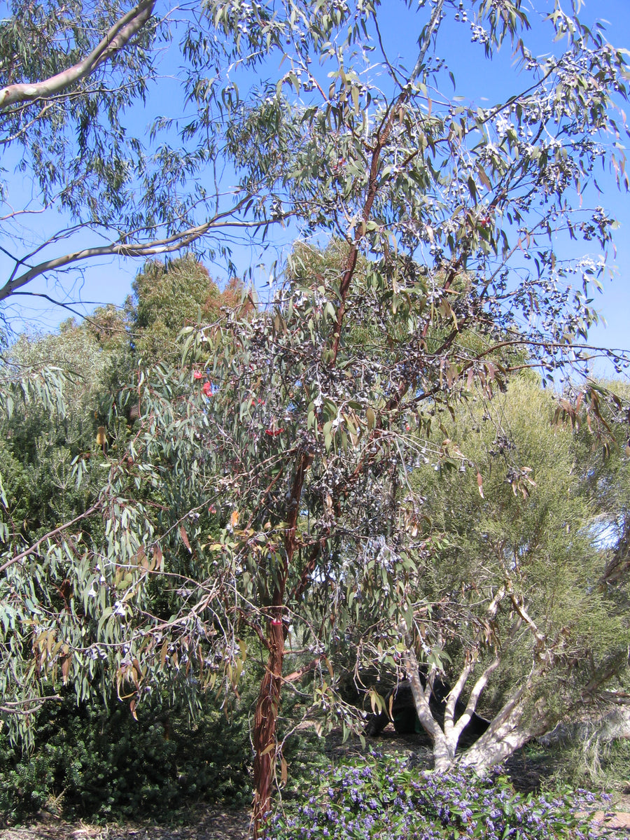 Eucalyptus caesia gungurru – The Native Shop