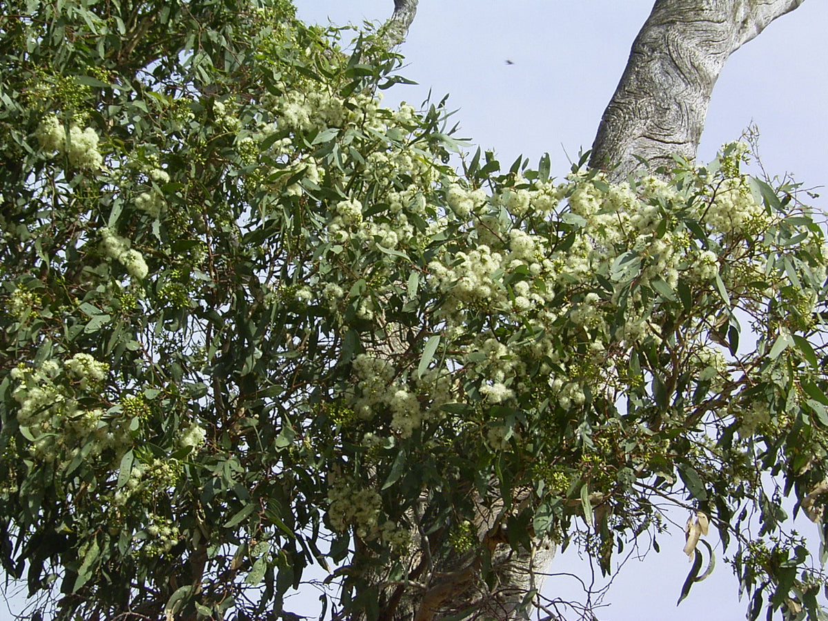 Eucalyptus microcarpa – The Native Shop