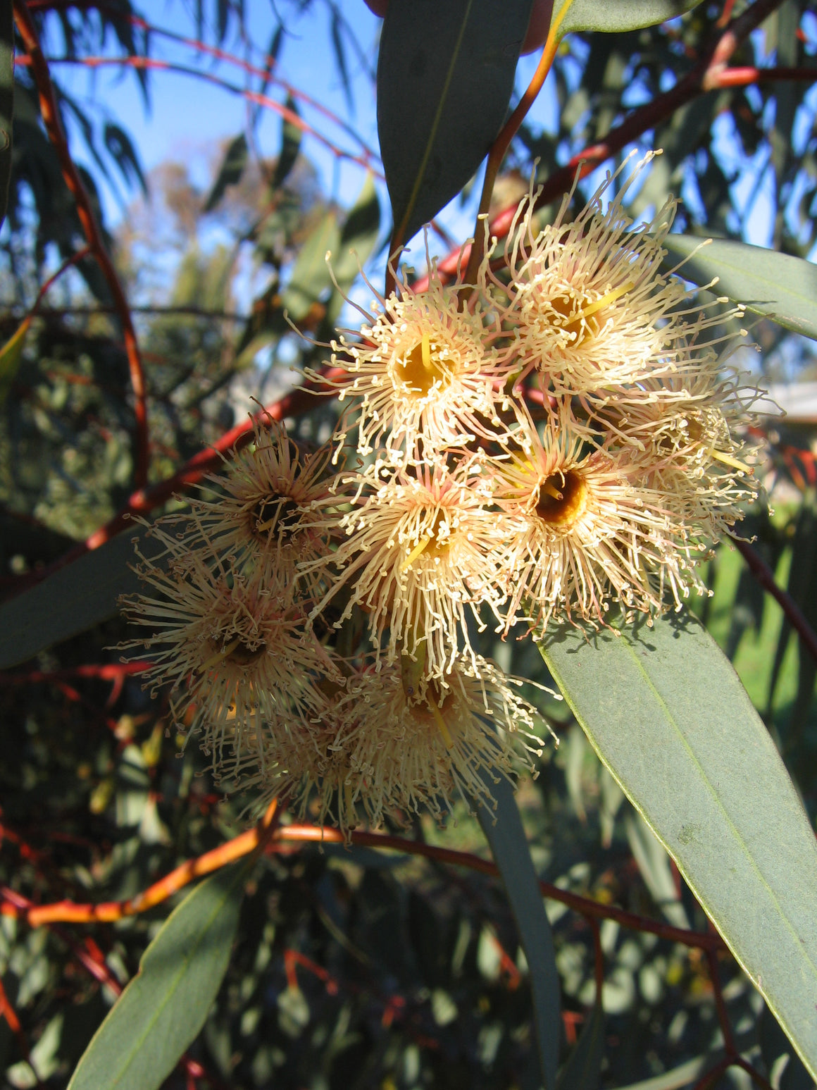 Eucalyptus – The Native Shop