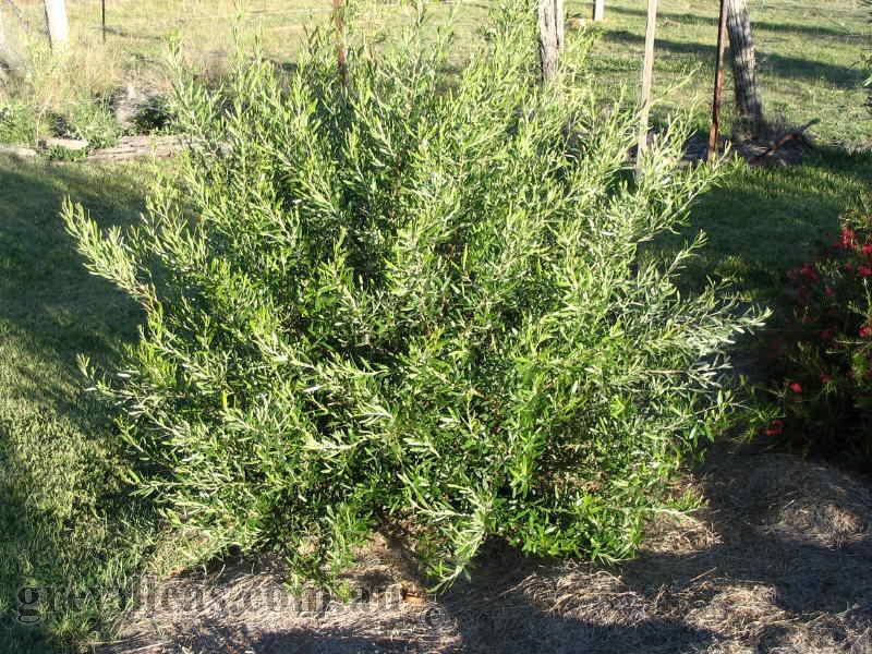 grevillea apricot charm – The Native Shop
