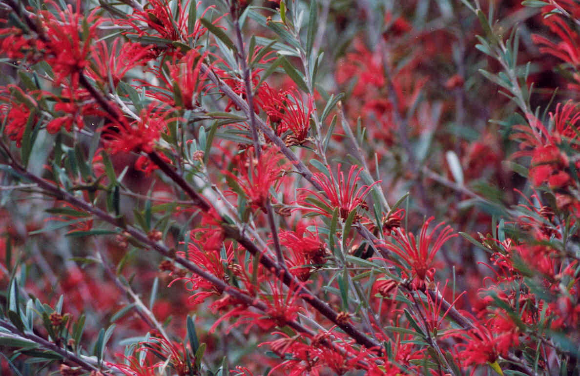 Grevillea poorinda firebird – The Native Shop
