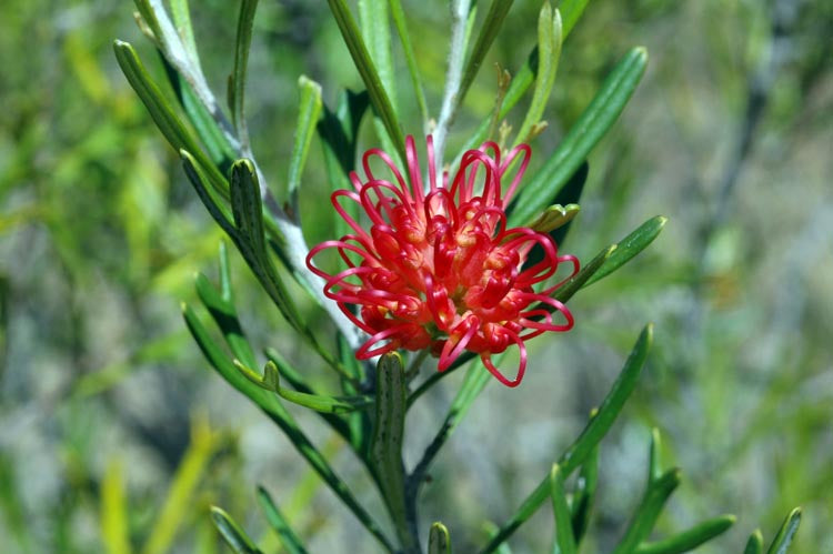 Grevillea red sunset – The Native Shop
