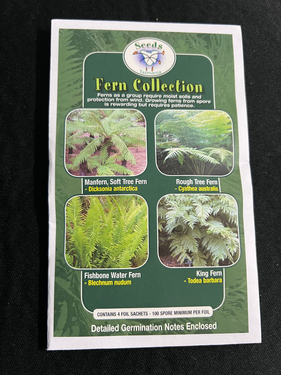 Fern Collection - Manfern Soft Tree Fern, Rough Tree Fern, Fishbone Wa ...