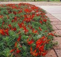 Lotus berthelotii trailing lotus – The Native Shop