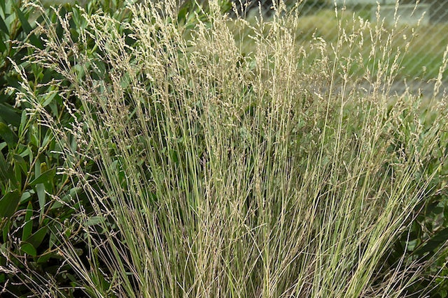 Poa poiformis 'Coast Tussock Grass' – The Native Shop