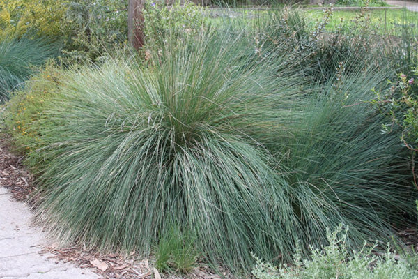 Poa labillardieri – The Native Shop