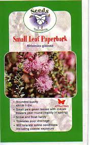 Small Leaf Paperbark - Melaleuca gibbosa (SEEDS) – The Native Shop