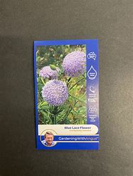 Angus seeds Blue lace flower seeds – The Native Shop