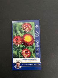 Angus seeds Crimson straw flowers (SEEDS) – The Native Shop