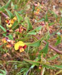 Dodonaea boroniifolia – The Native Shop