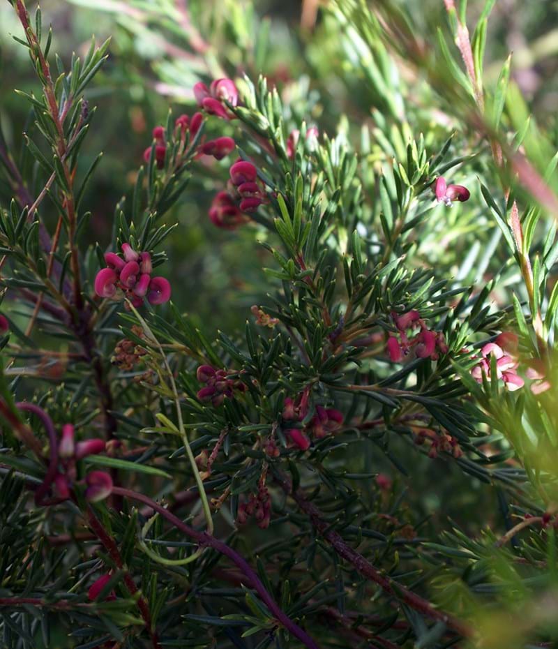 Grevillea – The Native Shop