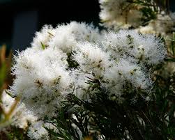 Melaleuca linariifolia – The Native Shop