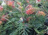 Grevillea Loopy Lou – The Native Shop