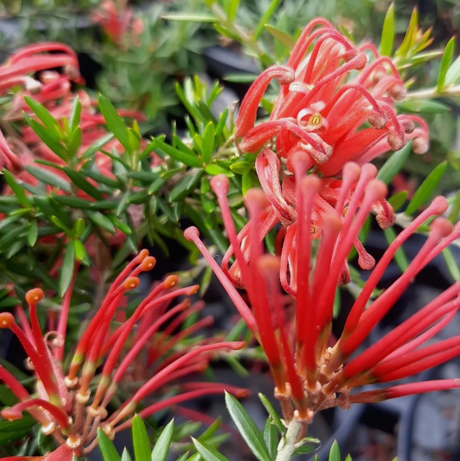 Grevillea Prostrata Red – The Native Shop