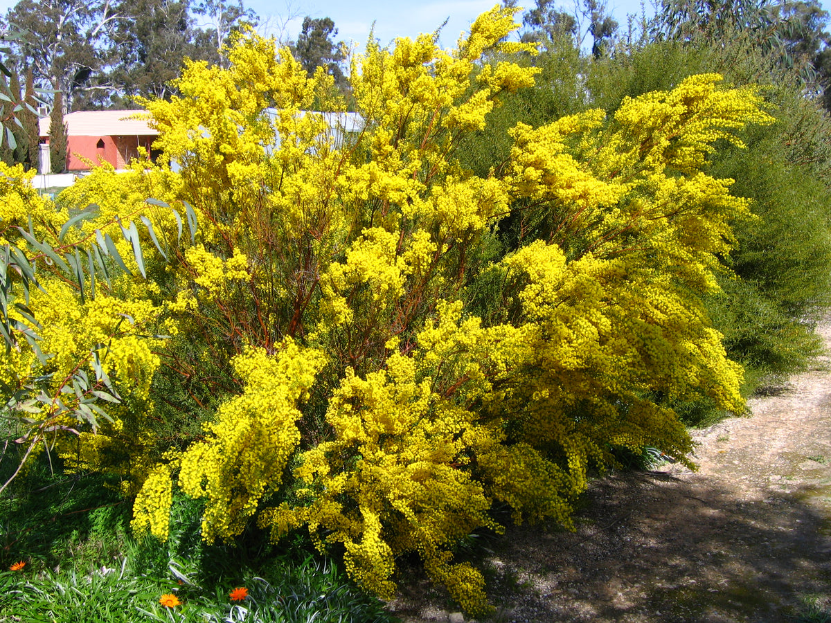 Acacia acinacea – The Native Shop