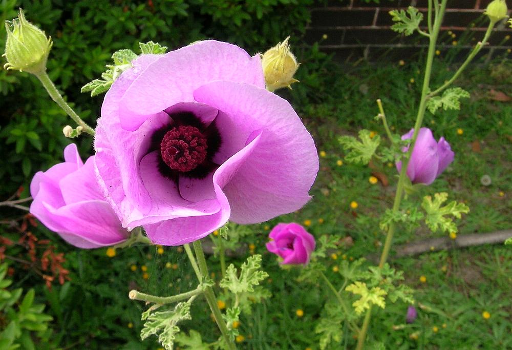 Alyogyne huegelii pink – The Native Shop