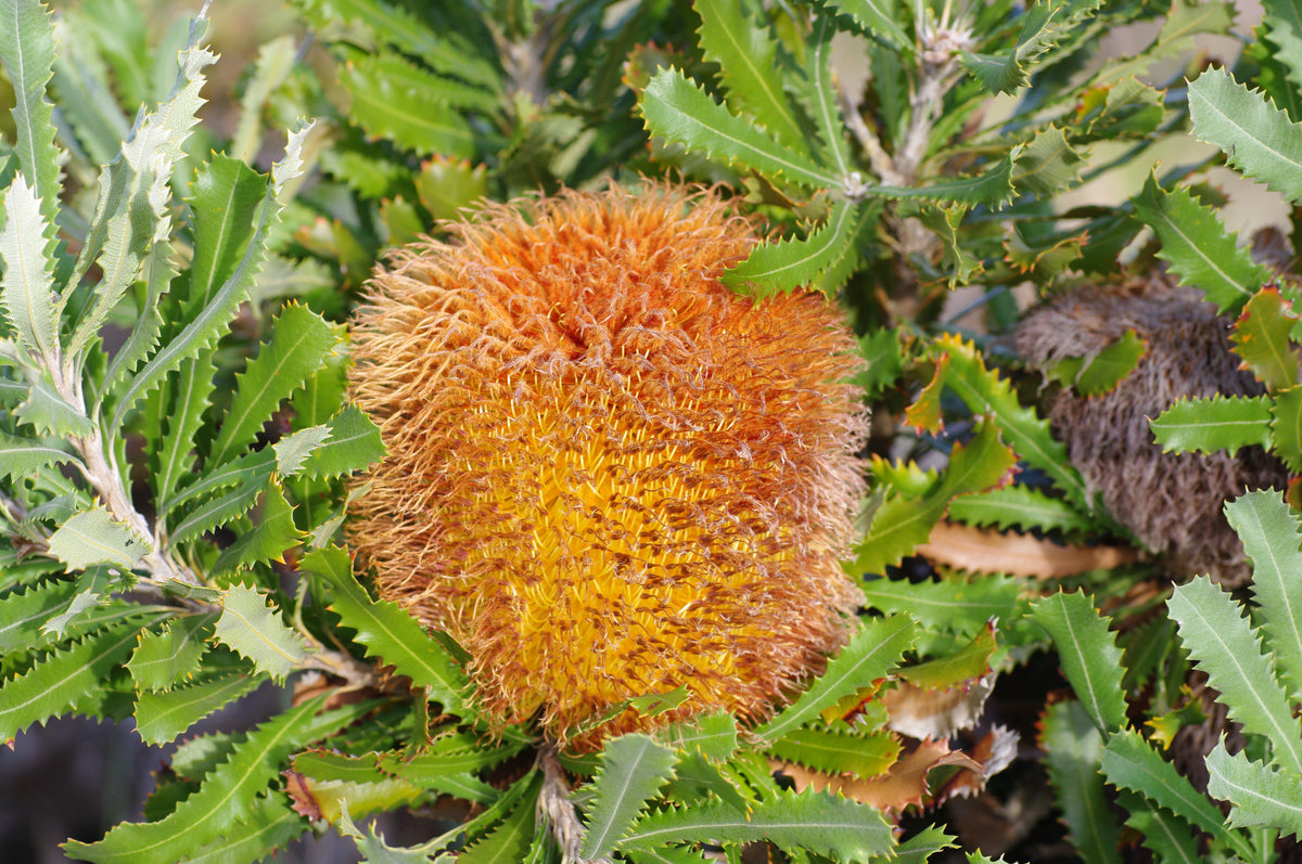 Banksia baueri – The Native Shop