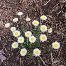 Chrysocephalum baxteri – The Native Shop