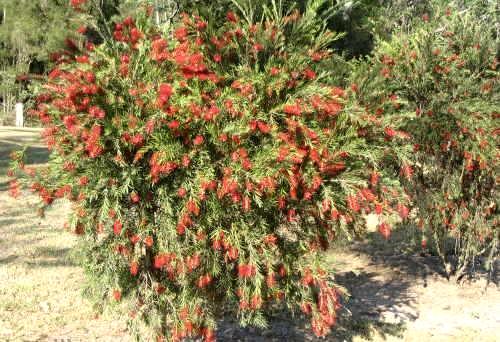 Callistemon viminalis 'Dawson River Weeper' – The Native Shop