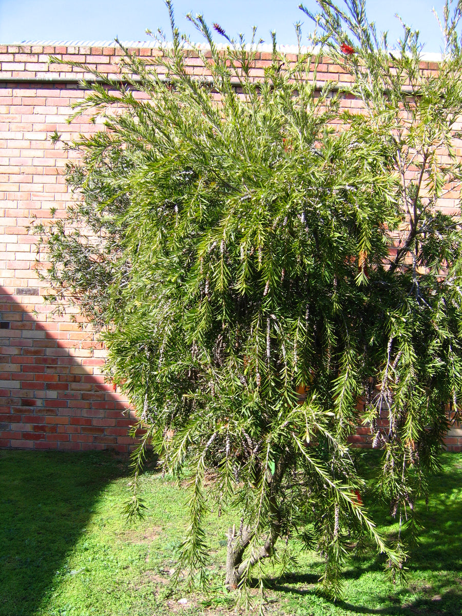 Callistemon viminalis 'Dawson River Weeper' – The Native Shop