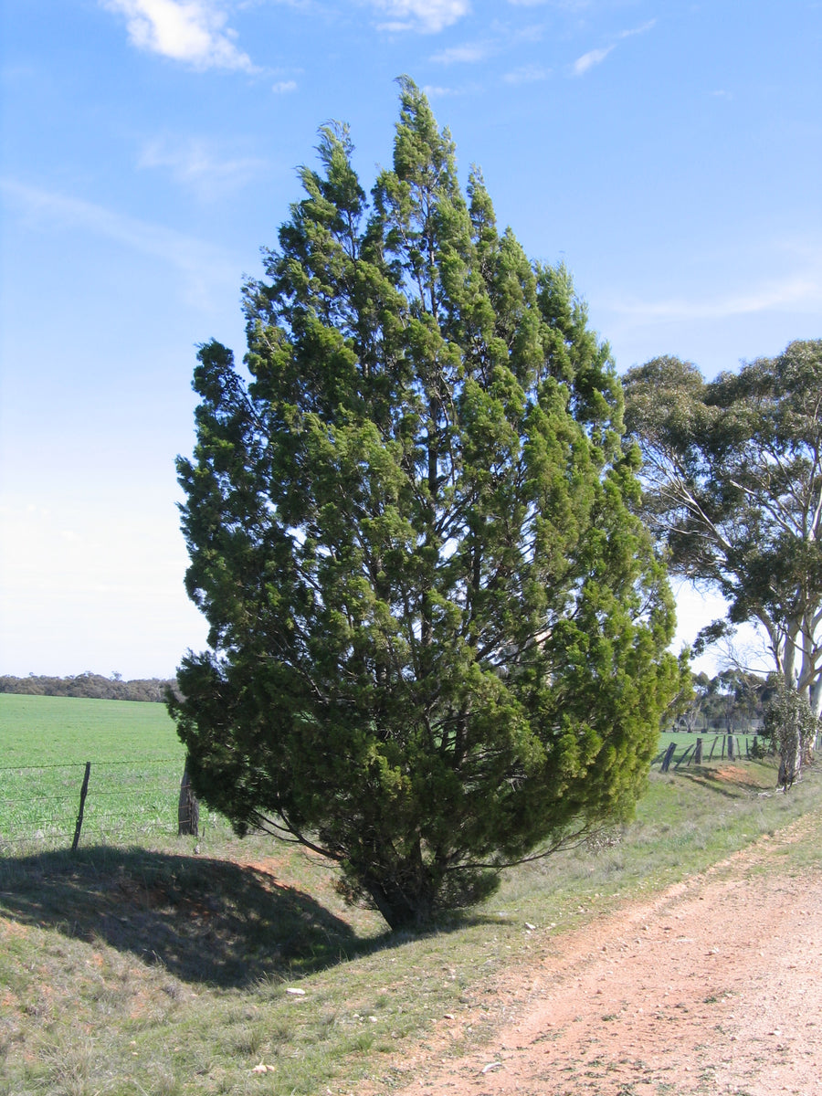 Callitris gracilis – The Native Shop