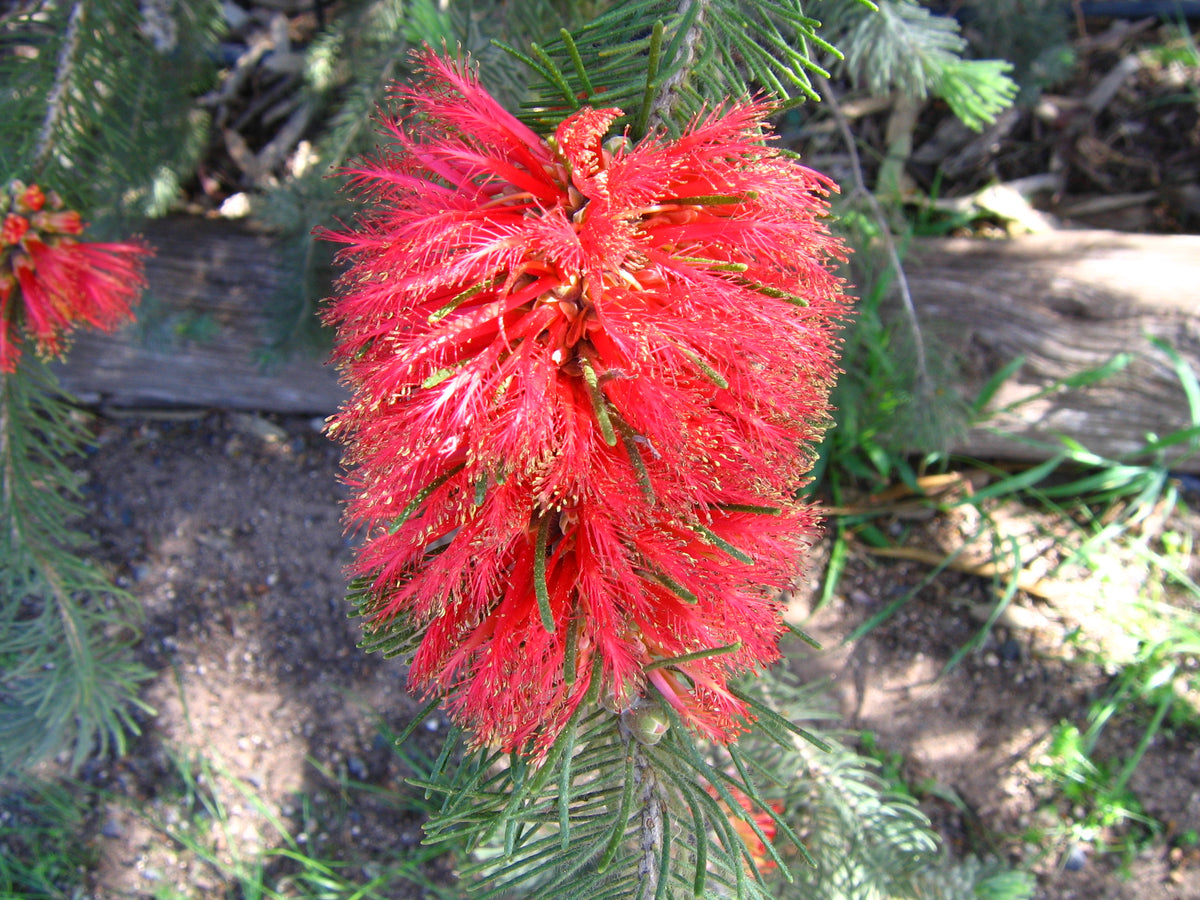 Calothamnus quadrifidus – The Native Shop