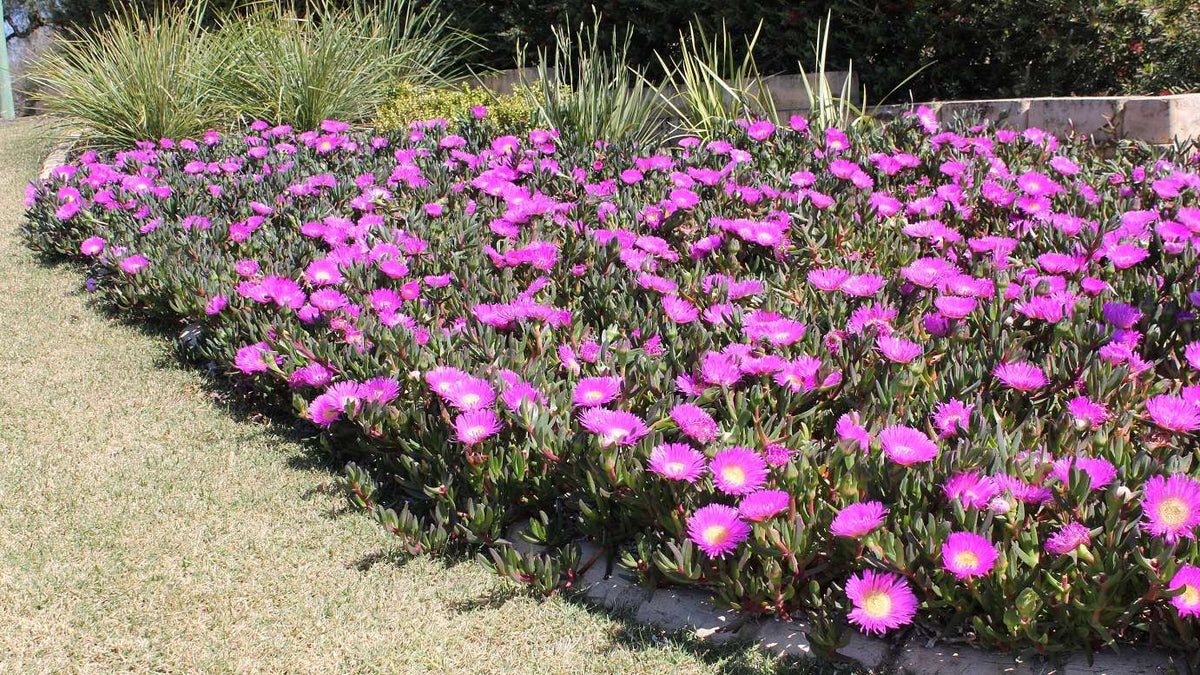 Carpobrotus rossii - native pigface – The Native Shop