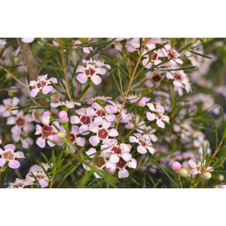 Chamelaucium uncinatum early pink – The Native Shop