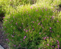 Crowea exalalta Southern Stars – The Native Shop