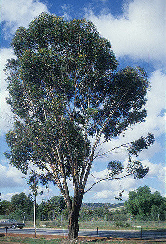 Eucalyptus occidentalis | The Native Shop
