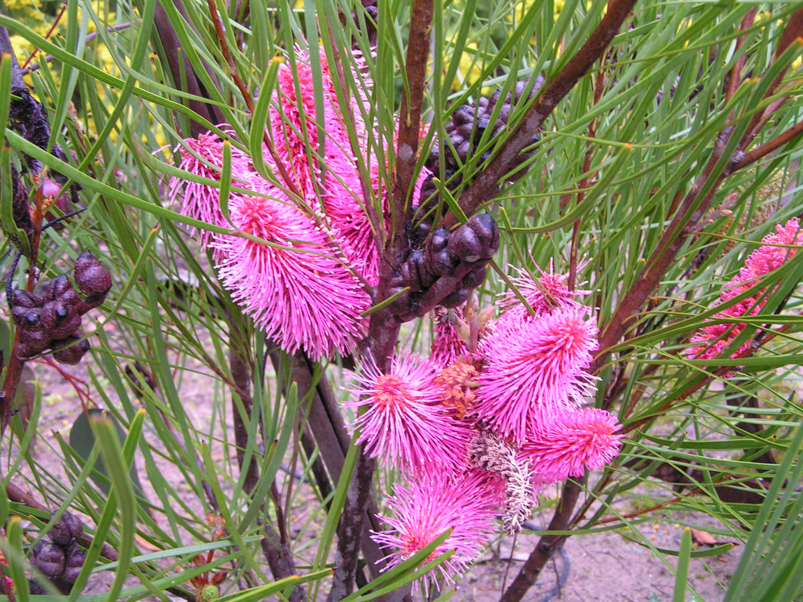 Hakea – The Native Shop
